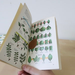 Vintage Golden Guide to Field Identification Trees of North America ...