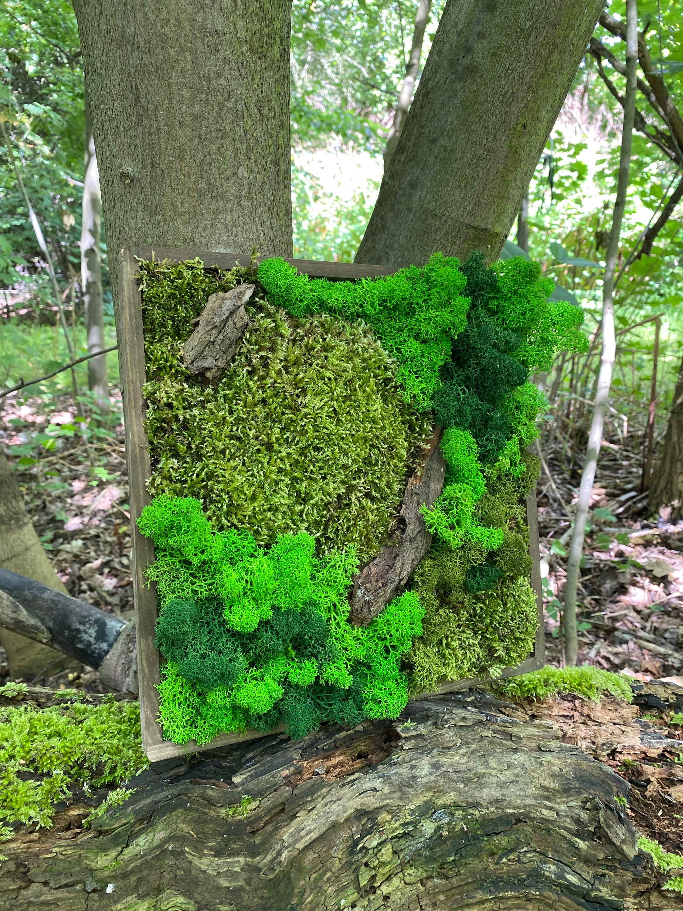 Moss Wood Panel, Moss Wall Decor, Moss in Frame, Moss Art, Green Moss ...