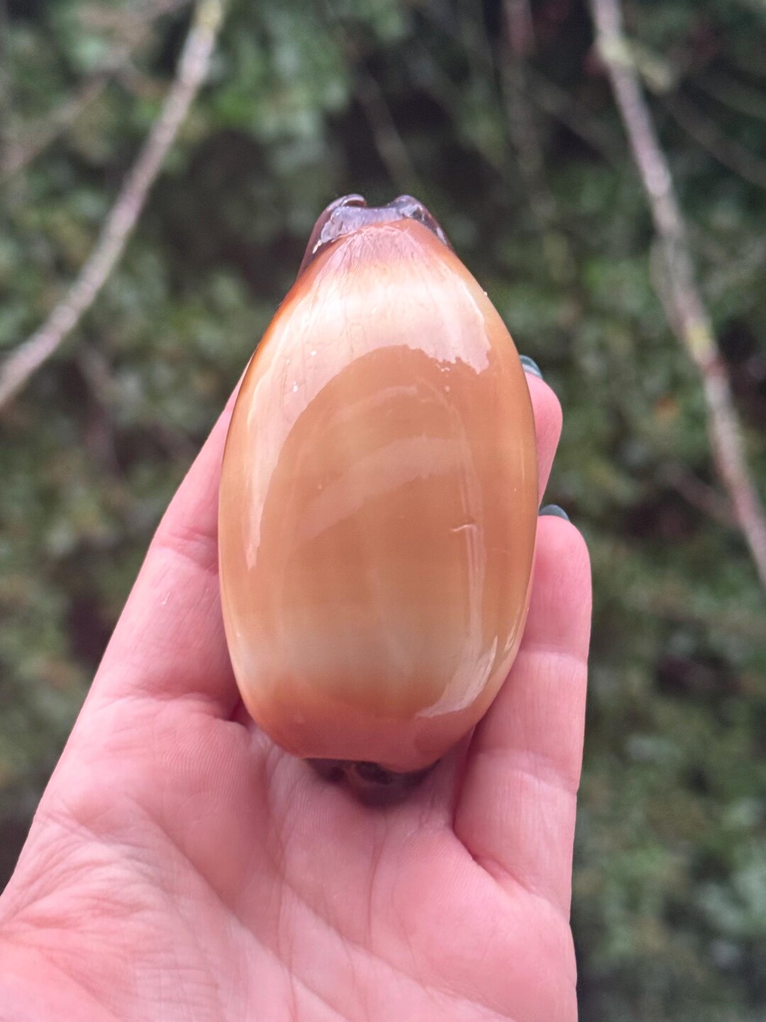 Chocolate Banded Cowrie Shell - Oceanic Specimen - Etsy