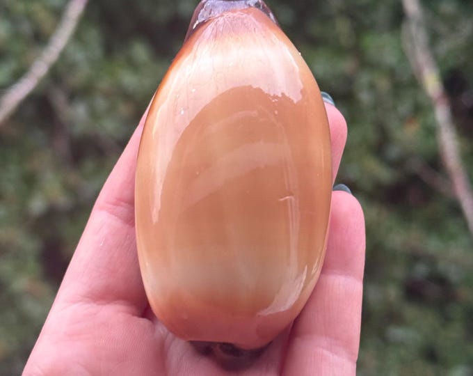 Chocolate Banded Cowrie Shell - Oceanic Specimen - Etsy