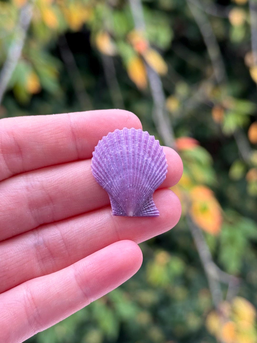 Purple Scallop Shell - Oceanic Specimen - Etsy