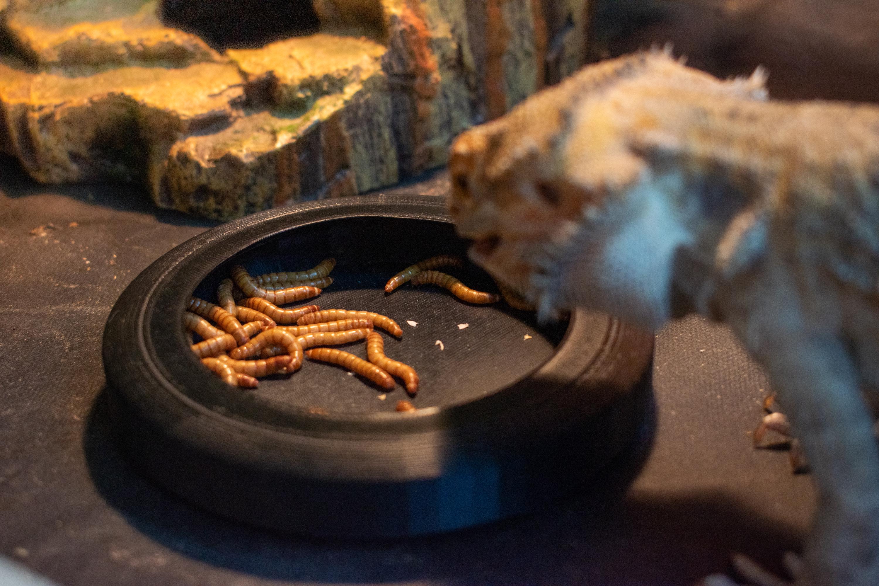 Anti Escape Reptile Feeding Bowl for Bearded Dragons and Other Reptiles ...