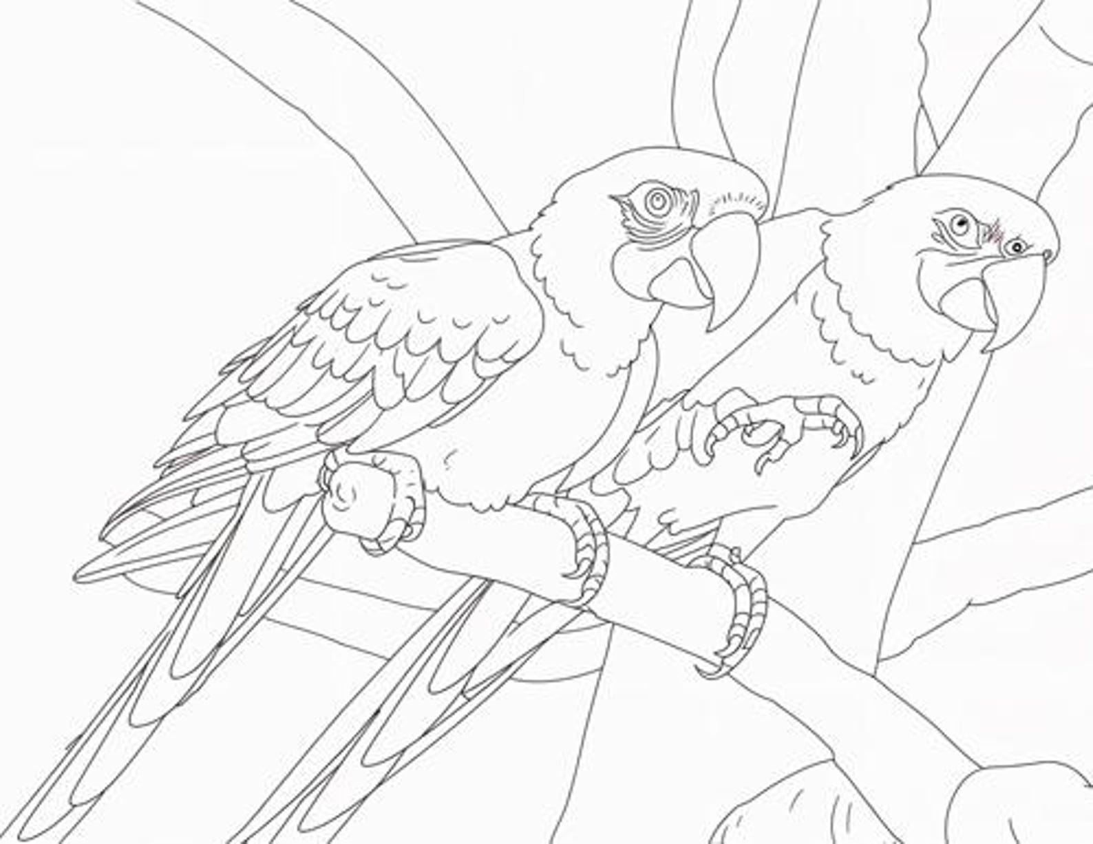 Parrots 1 Printable Coloring Page (8.5 X 11) - Etsy