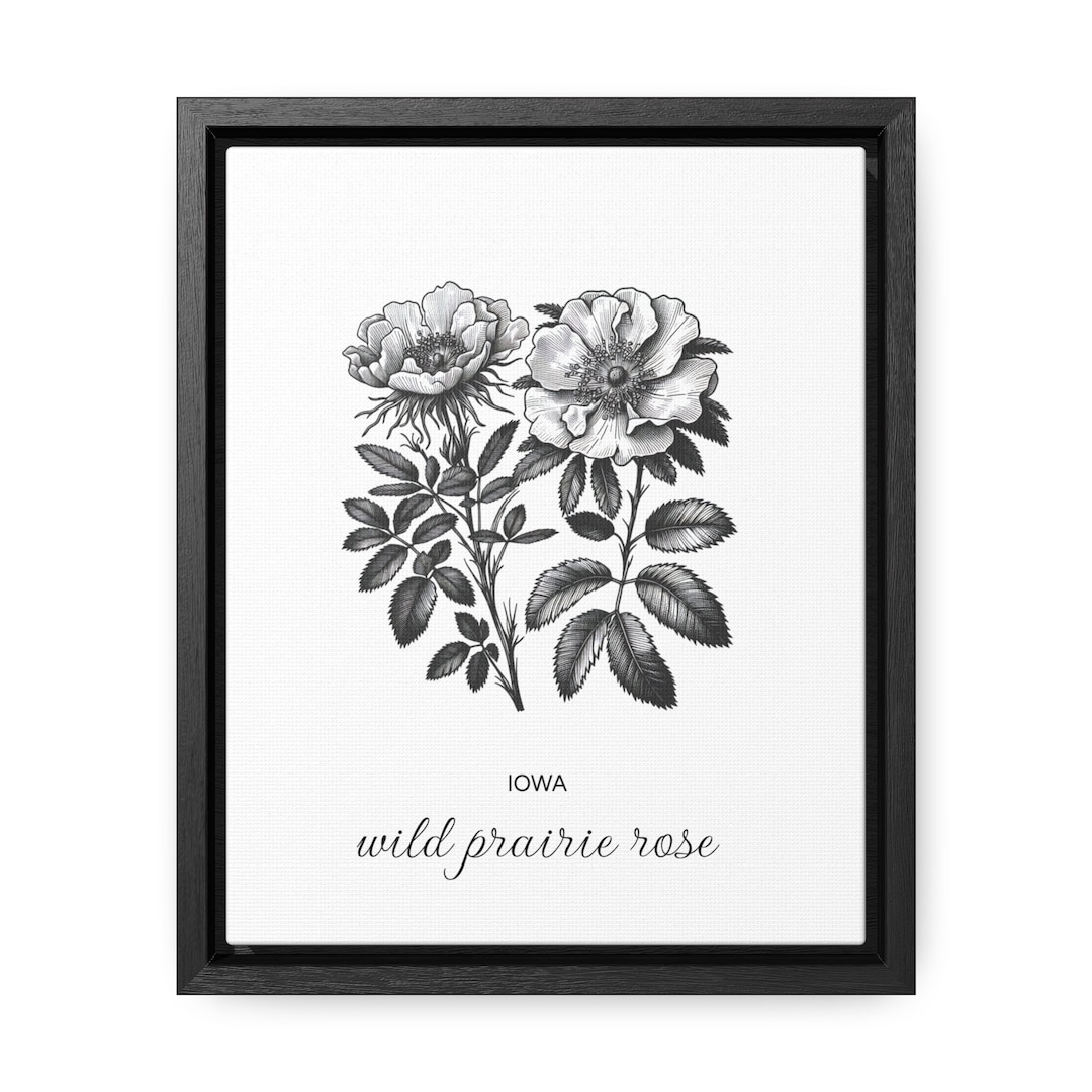 Iowa Wild Prairie Rose State Flower Canvas Framed - Etsy
