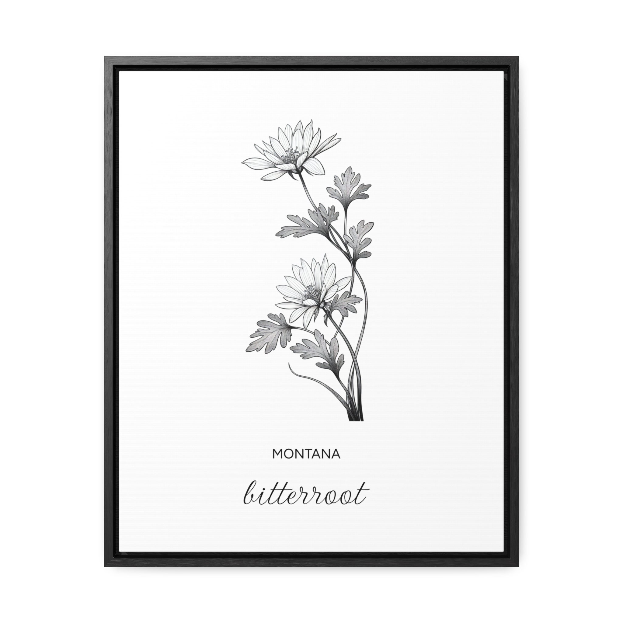 Montana Bitterroot State Flower Canvas Framed - Etsy
