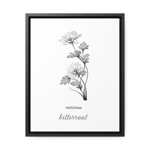 Montana Bitterroot State Flower Canvas Framed - Etsy