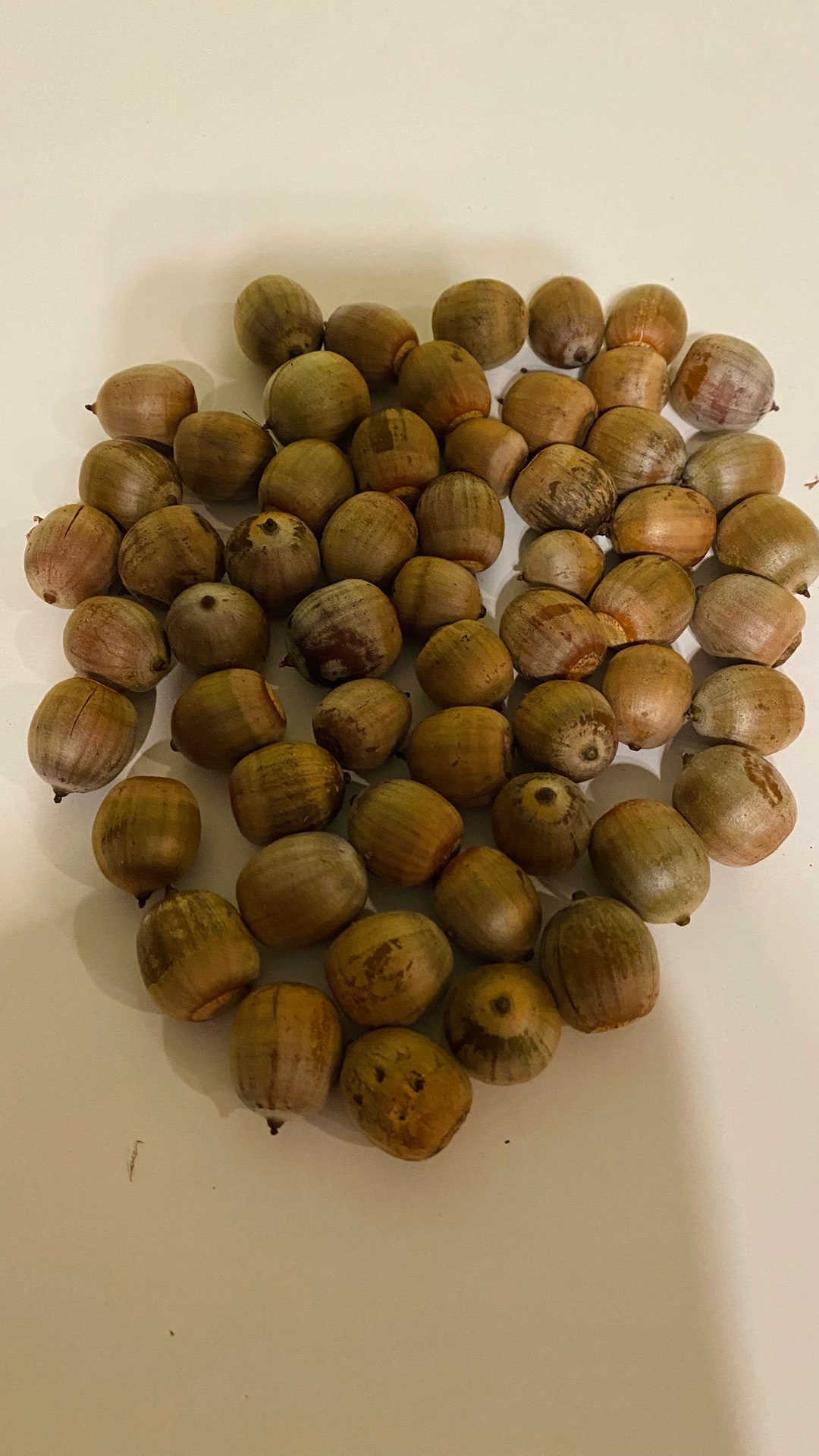 Natural Red Oak Acorns Without Caps Ideal for Seasonal and Nature ...