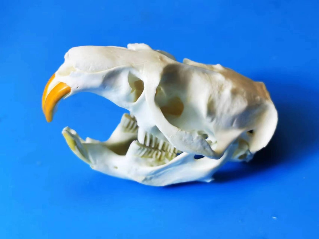 Brown Rat Skull rattus Norvegicus Genuine Skull. Rodent. Rat. Bones ...
