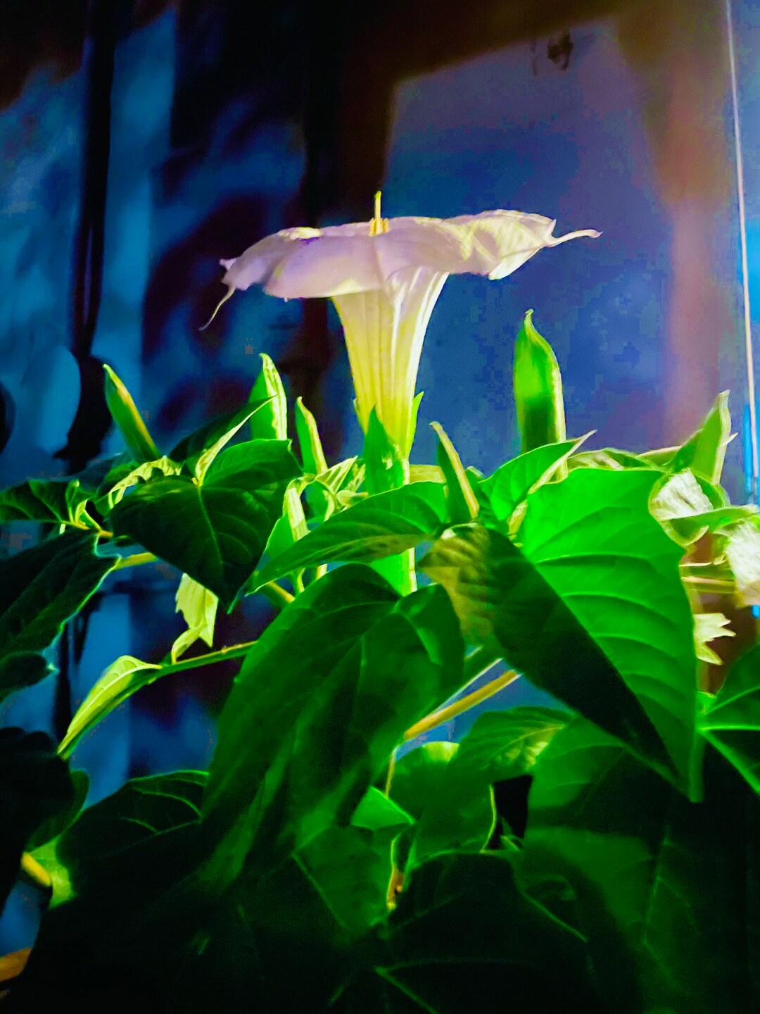 Datura Wrightii Seeds (sacred Datura, Devil’s Trumpets) - Etsy