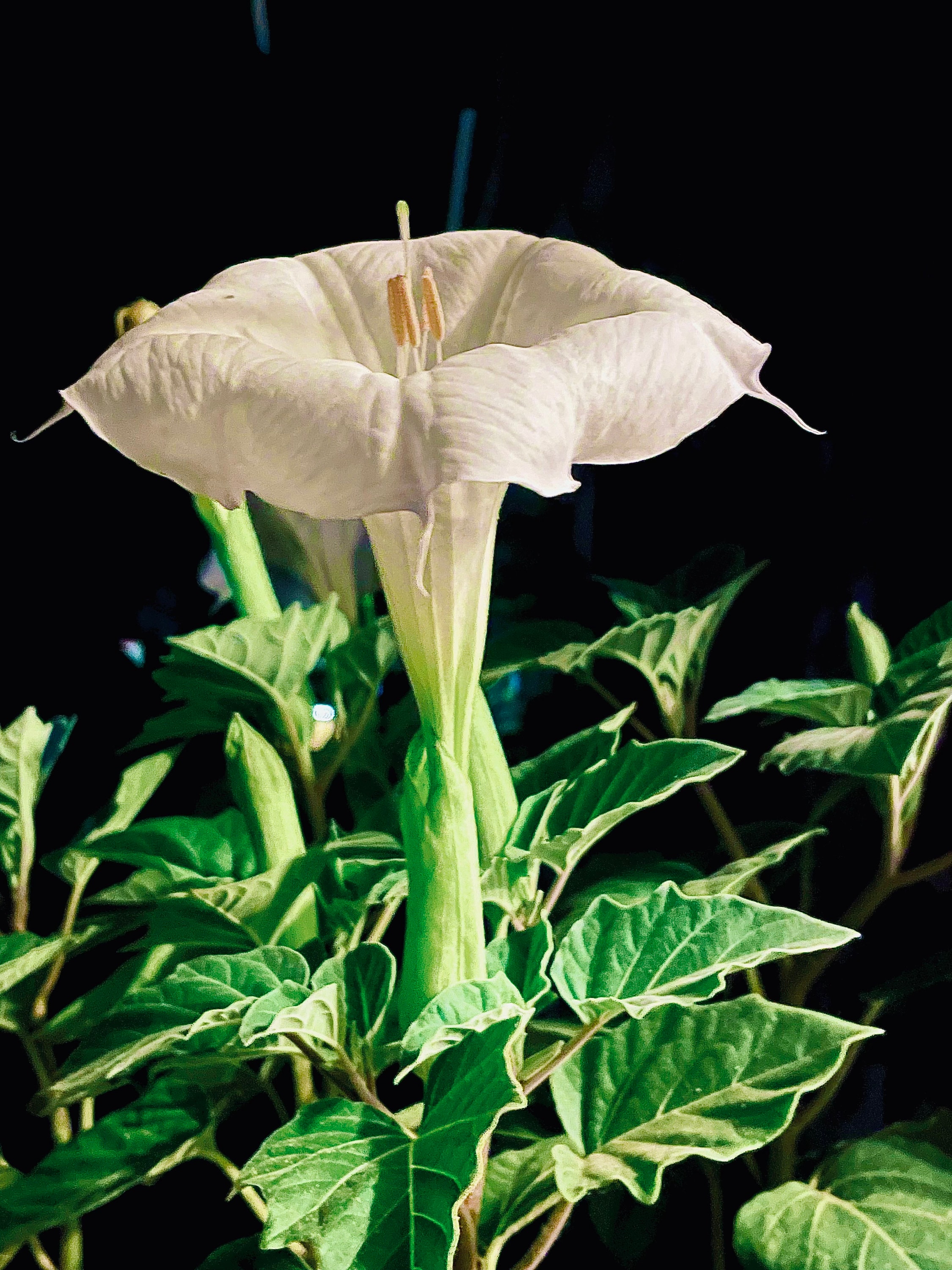 Datura Wrightii Seeds (sacred Datura, Devil’s Trumpets) - Etsy