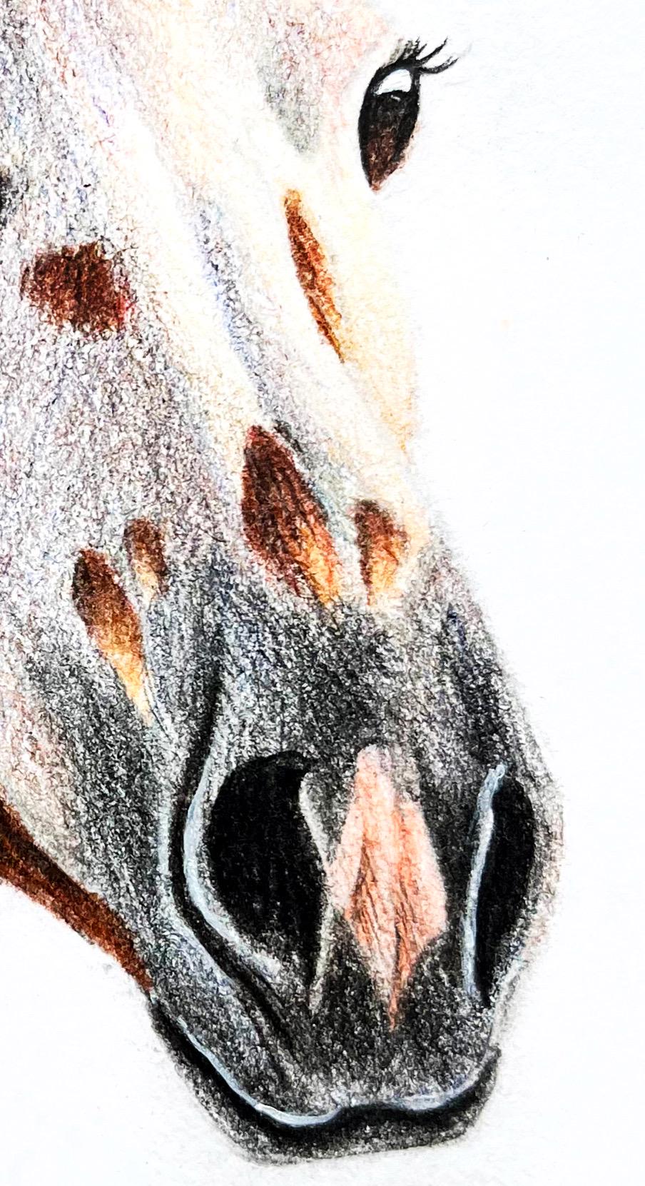 Miniature Horse Drawing Colored Pencils on Paper. - Etsy