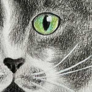 The Drawing of a Cat. Colored Pencils. Paper. - Etsy