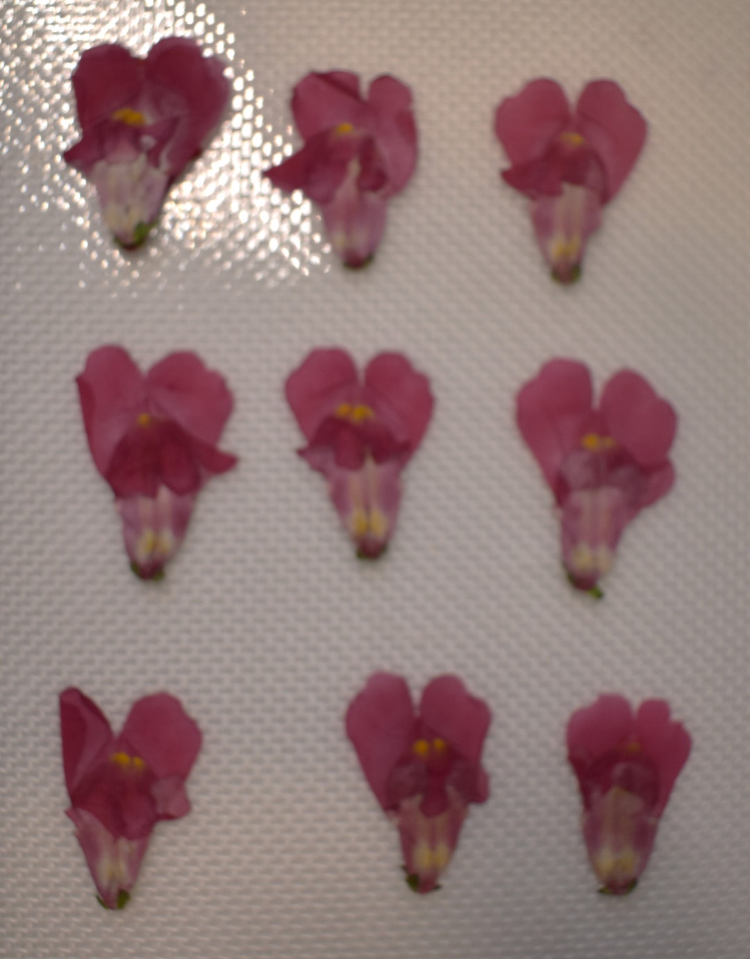 12 Snapdragons Pressed Flowers- Supplies for Card Making Bookmarks ...
