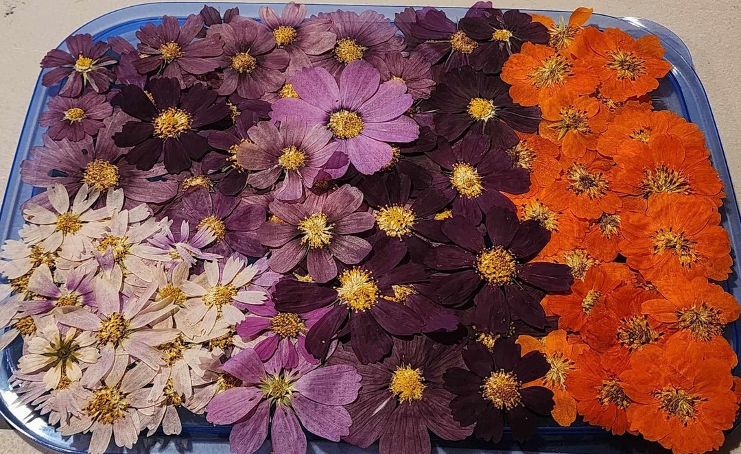 6 Cosmos Pressed Flowers- Supplies for Card Making, Bookmarks, Resin ...