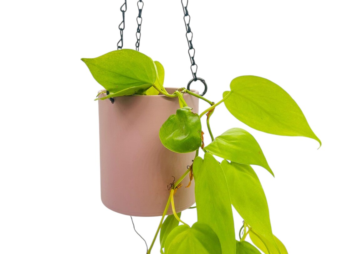 Matte Dusty Pink Hanging Planter | Elegant No Drainage, 5 Sizes ...