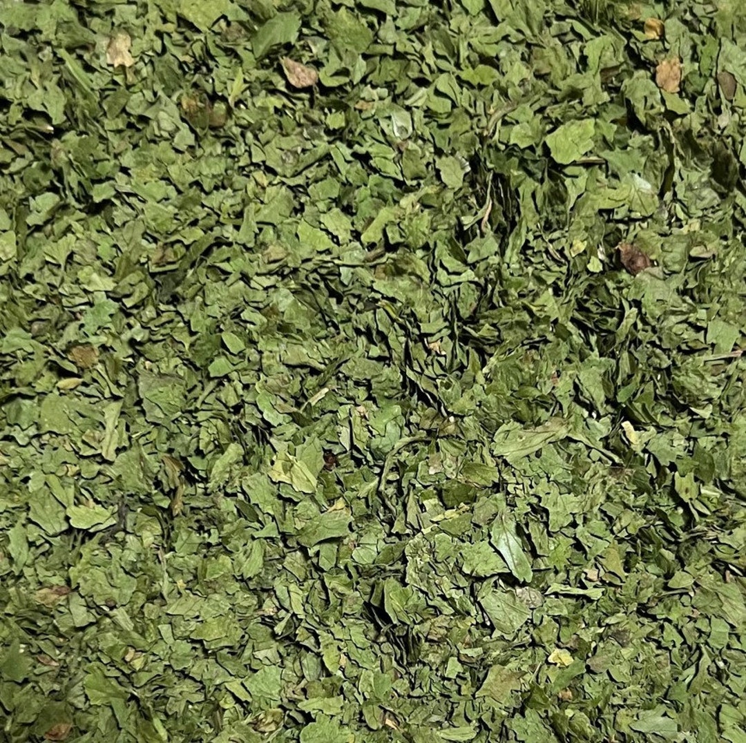Cilantro Herb 1 Lb. (16 Oz) Over 200 Bulk Herbs! - Etsy