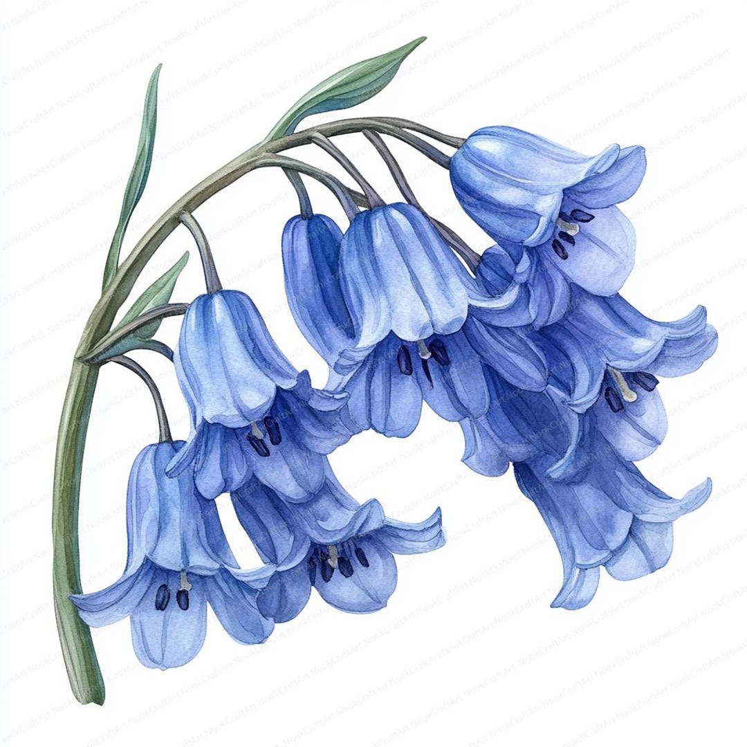 14 Bluebells Clipart | Watercolor Bluebell Blooms | Printable ...
