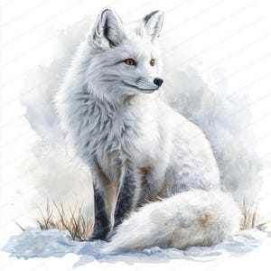 17 Arctic Fox Clipart Set | Winter Wildlife Illustration Pack ...