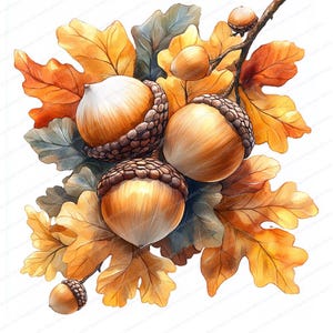 16 Oak Acorns Clipart | Autumn Nature Art | High Quality Jpgs | Digital ...
