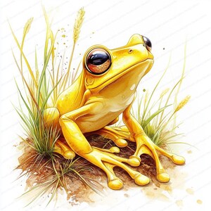 16 Gold Frog Clipart | Toad Clipart | Printable Watercolor Clipart ...
