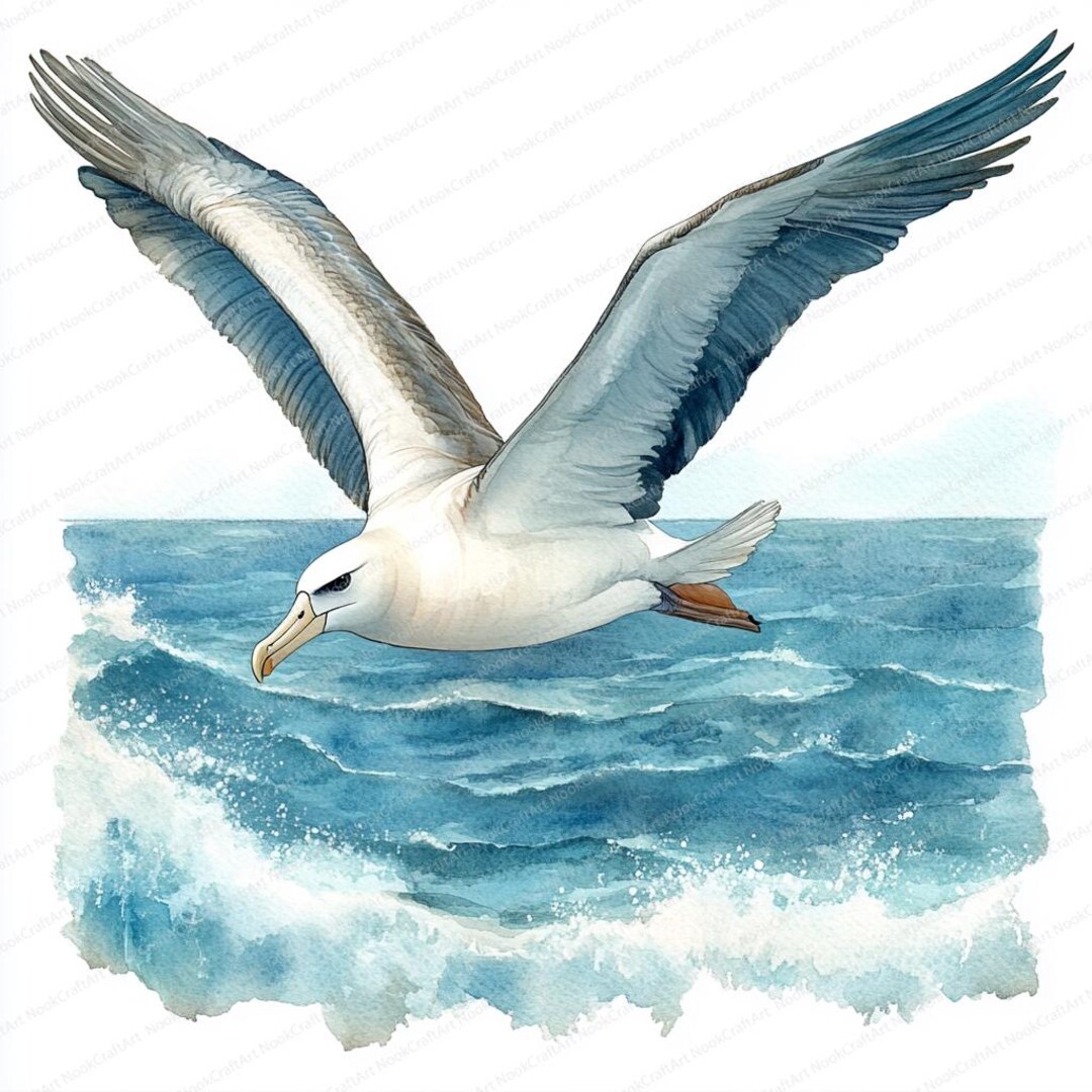 20 Albatross in Flight Clipart | Oceanic Bird Silhouette Design ...