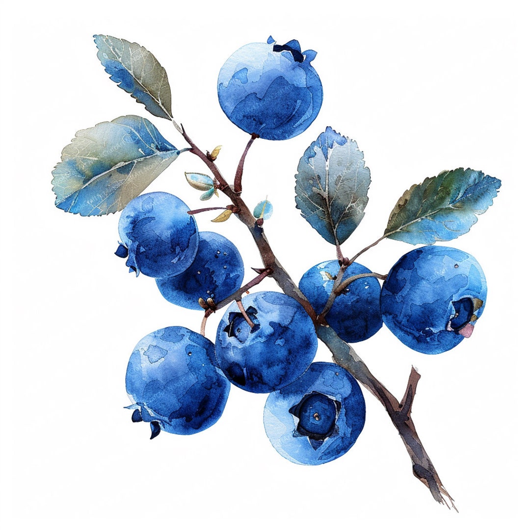 13 Blueberry Clipart | Blueberry Stem Print | Printable Watercolor ...