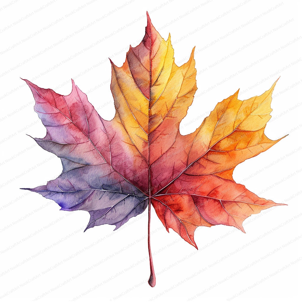 12 Maple Leaf Clipart Elegant Maple Leaf Clipart Bundle High Quality ...