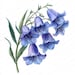 14 Bluebells Clipart | Watercolor Bluebell Blooms | Printable ...