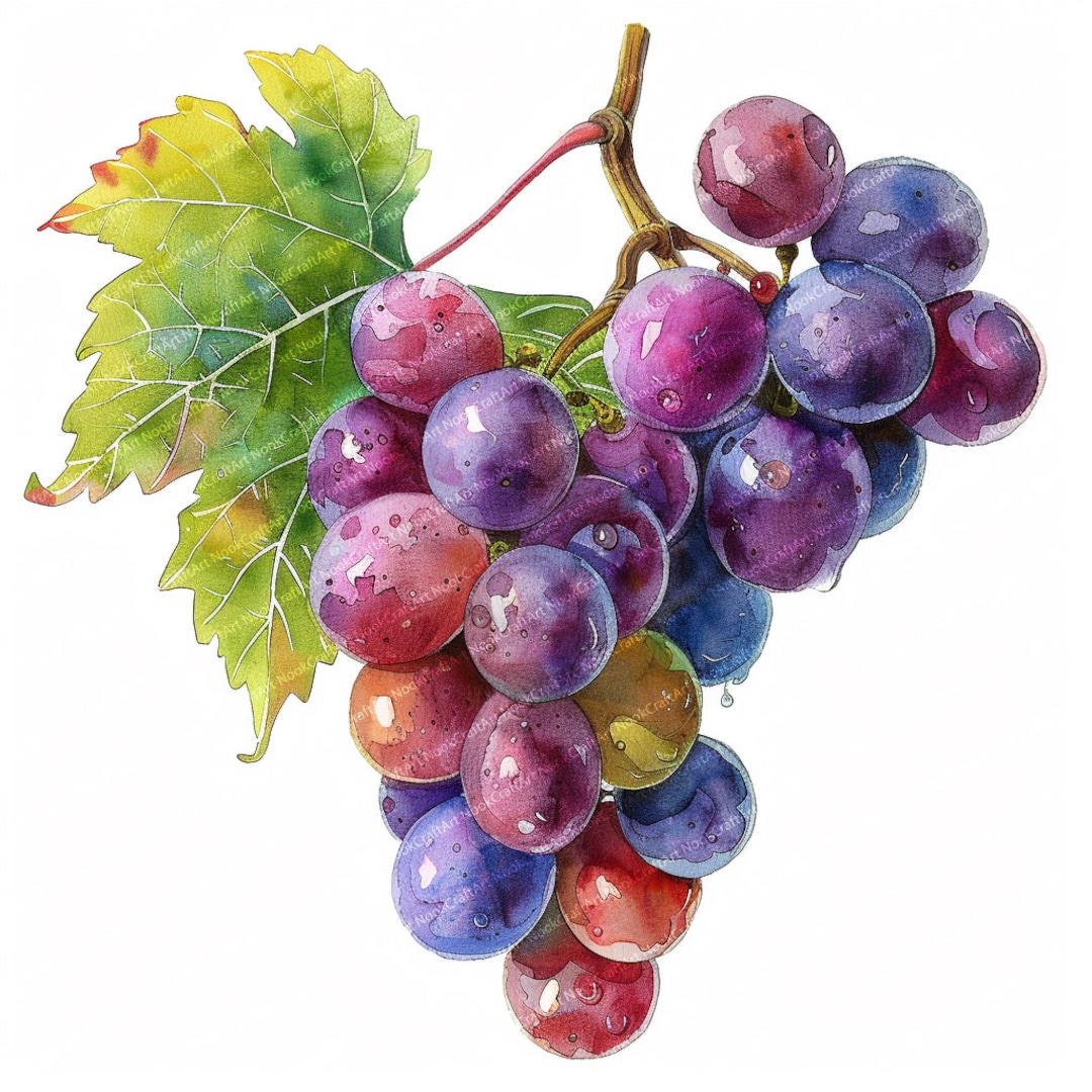 12 Bunch of Grapes Clipart, Bundle of Grapes, Printable Watercolor ...