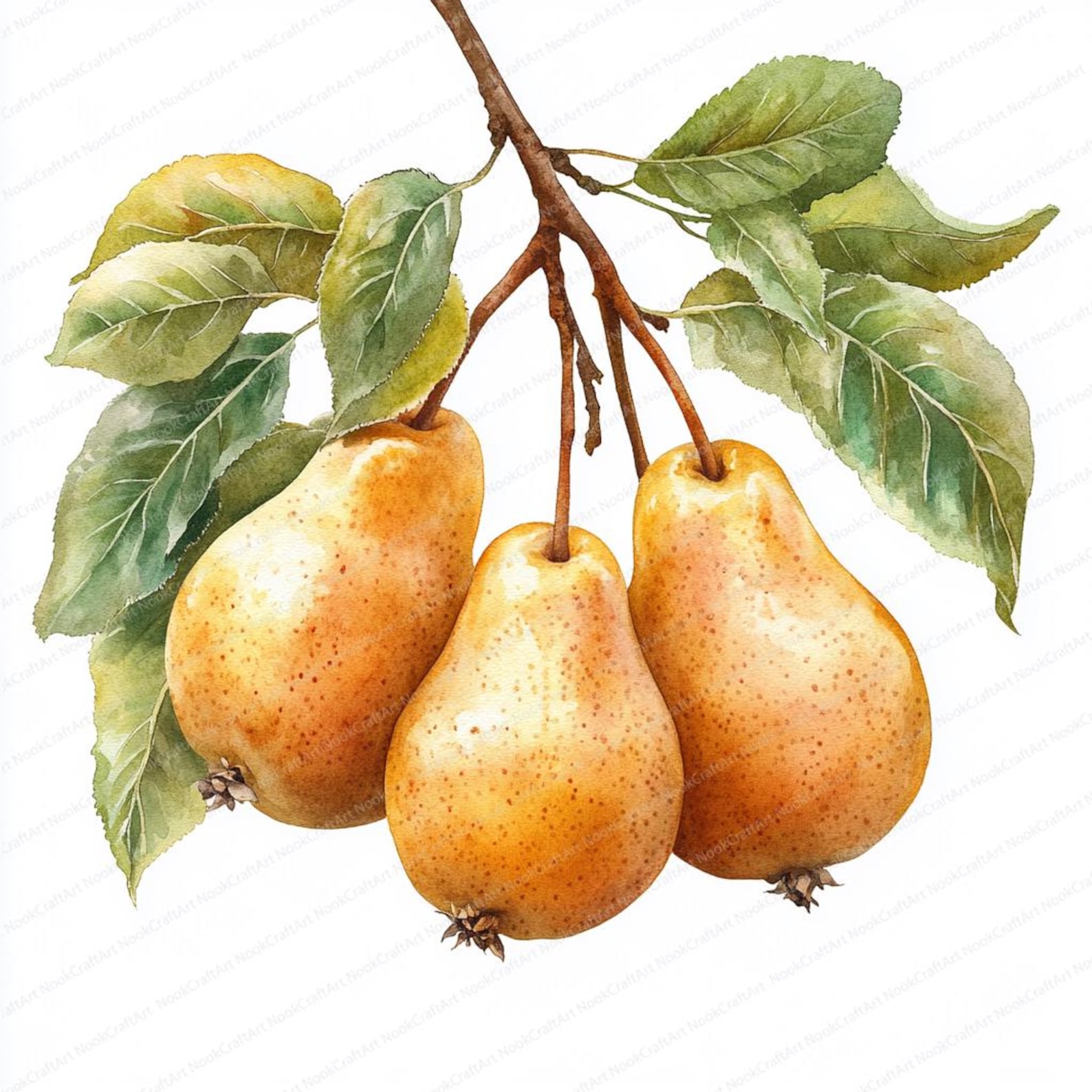 23 Pear Tree Branches Clipart | Hanging Pears Digital Art | Printable ...