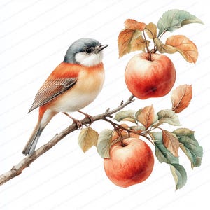 20 Bird on Branch With Apples Clipart | Nature Art Illustration ...