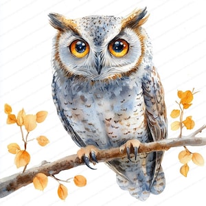 19 Wise Owl Clipart Collection | Enchanting Woodland Graphics ...