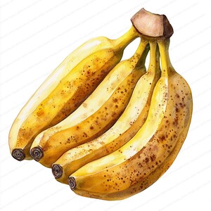 20 Banana Paradise Clipart | Tropical Fruit Illustration Set ...