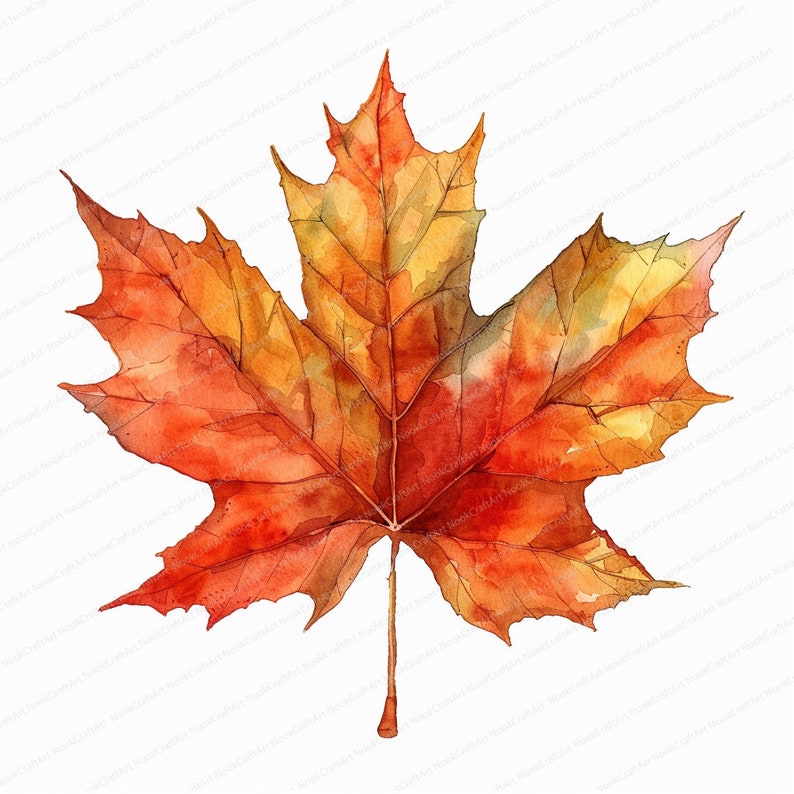 12 Maple Leaf Clipart Elegant Maple Leaf Clipart Bundle High Quality ...