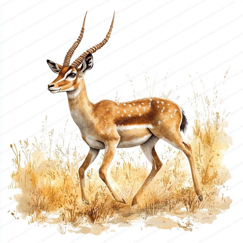 20 Antelope Clipart Collection | Wildlife Animal Art Illustrations ...