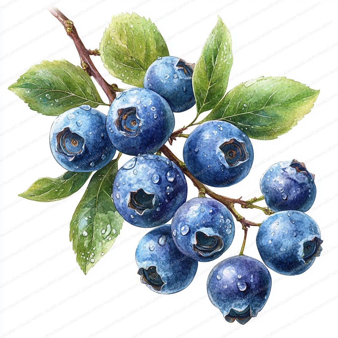 24 Blueberry Branches Clipart | Nature-themed Berry Illustrations ...