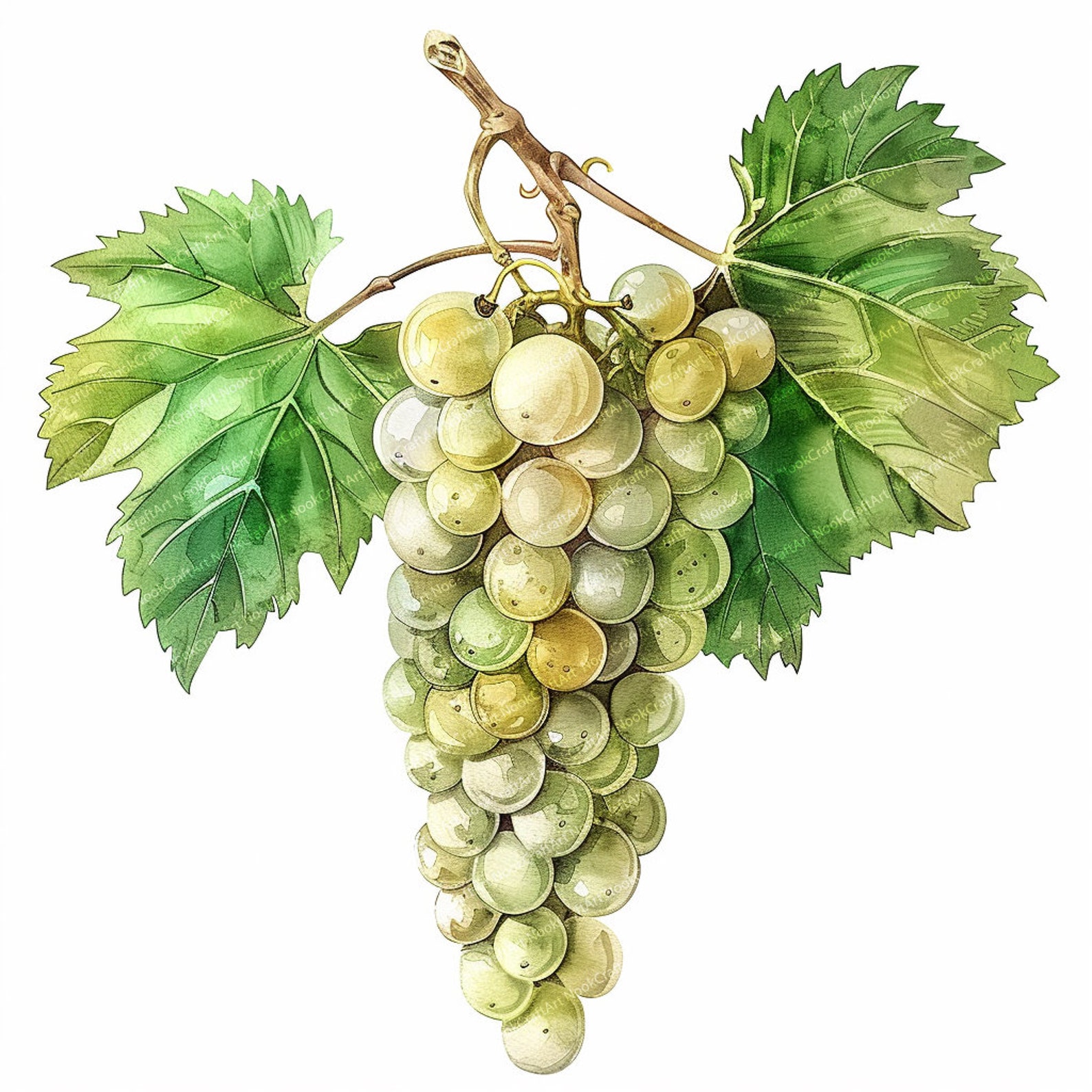 12 Bunch of Grapes Clipart, Bundle of Grapes, Printable Watercolor ...