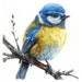 10 Blue Tit Bird Clipart Eurasian Blue Tit Printable Watercolor Clipart ...