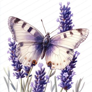 20 Butterfly on Lavender Clipart | Whimsical Floral Illustration ...