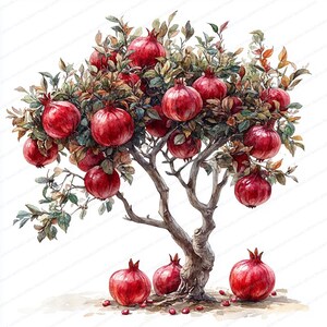21 Pomegranate Tree Clipart | Artistic Fruit Illustration Design ...