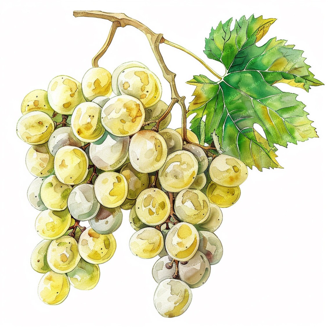 12 Bunch of Grapes Clipart, Bundle of Grapes, Printable Watercolor ...