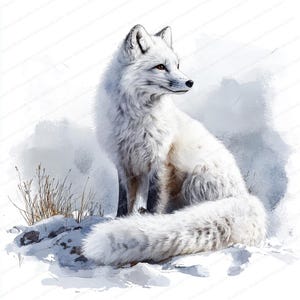 17 Arctic Fox Clipart Set | Winter Wildlife Illustration Pack ...