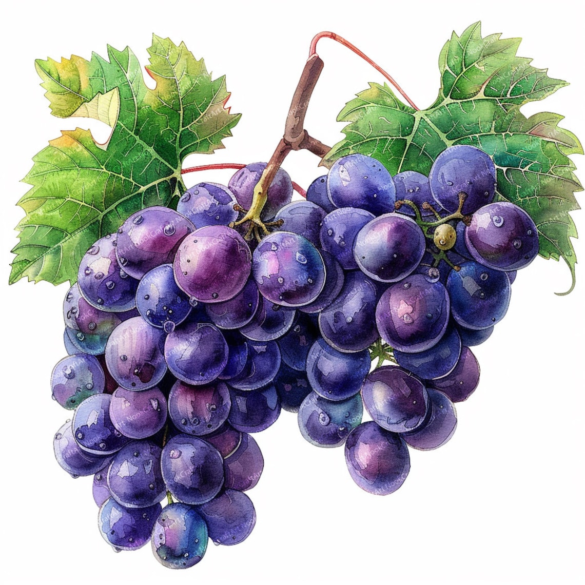 12 Bunch of Grapes Clipart, Bundle of Grapes, Printable Watercolor ...