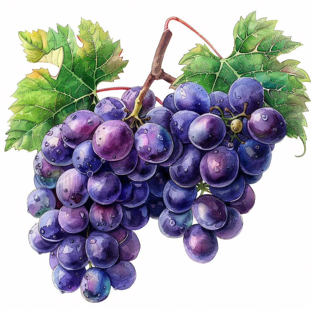 12 Bunch of Grapes Clipart, Bundle of Grapes, Printable Watercolor ...
