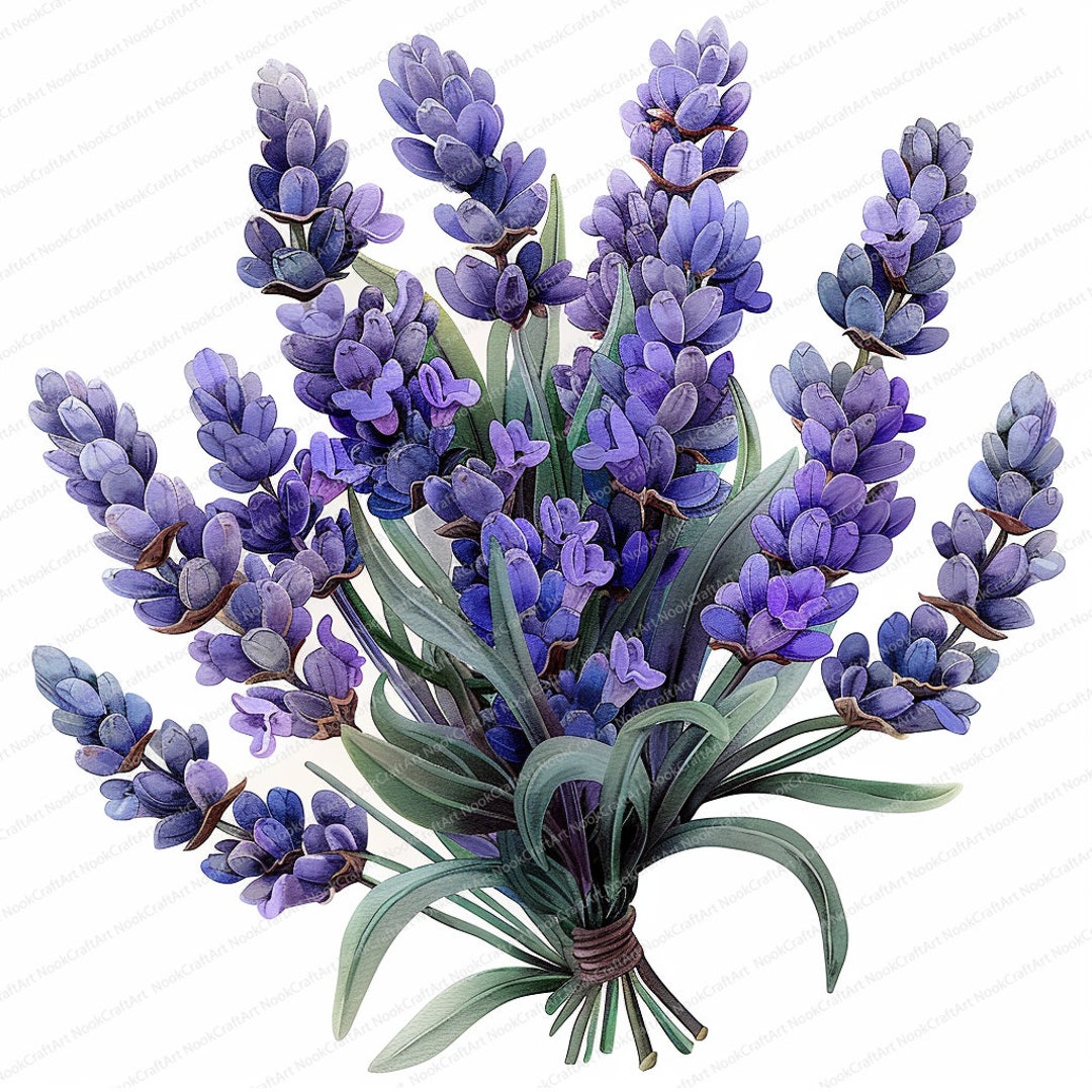 16 Lavender Plant Clipart Bundle Lavender Flower Printable Clipart High ...