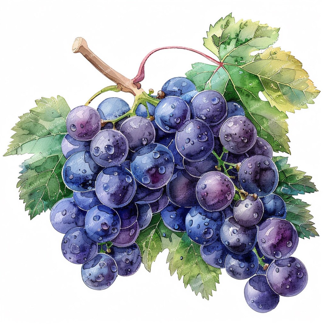 12 Bunch of Grapes Clipart, Bundle of Grapes, Printable Watercolor ...