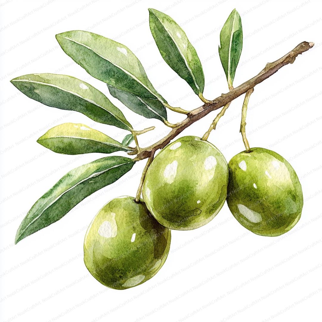 24 Olive Branch Clipart | Green Olives Illustration Pack | Printable ...