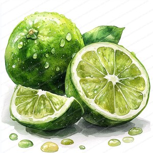 20 Lime Fruit Clipart | Fresh Citrus Graphics | Printable Watercolor ...