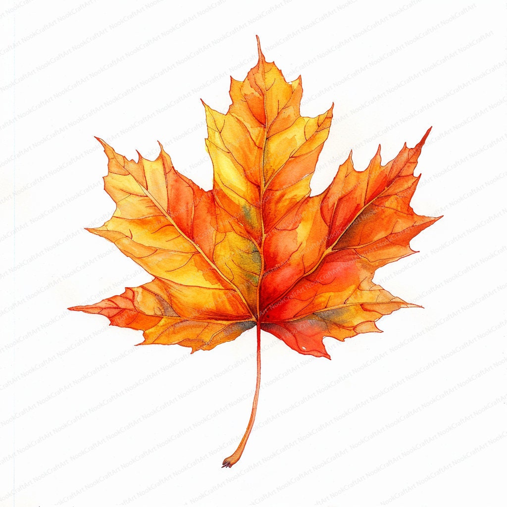 12 Maple Leaf Clipart Elegant Maple Leaf Clipart Bundle High Quality ...