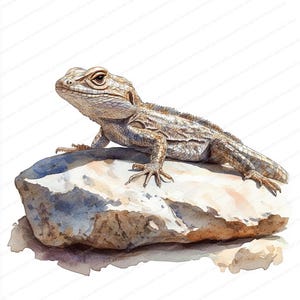 21 Lizard on a Rock Clipart | Nature Reptile Digital Art | Printable ...